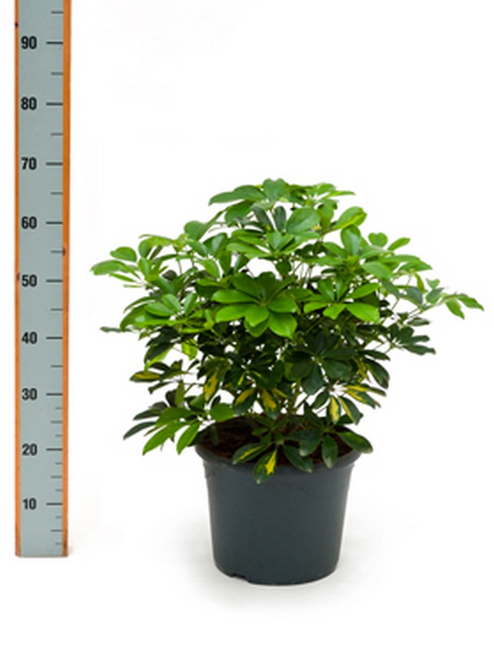 Schefflera gold capella - Strahlenaralie Busch | Die - Palme • Palmenmarkt