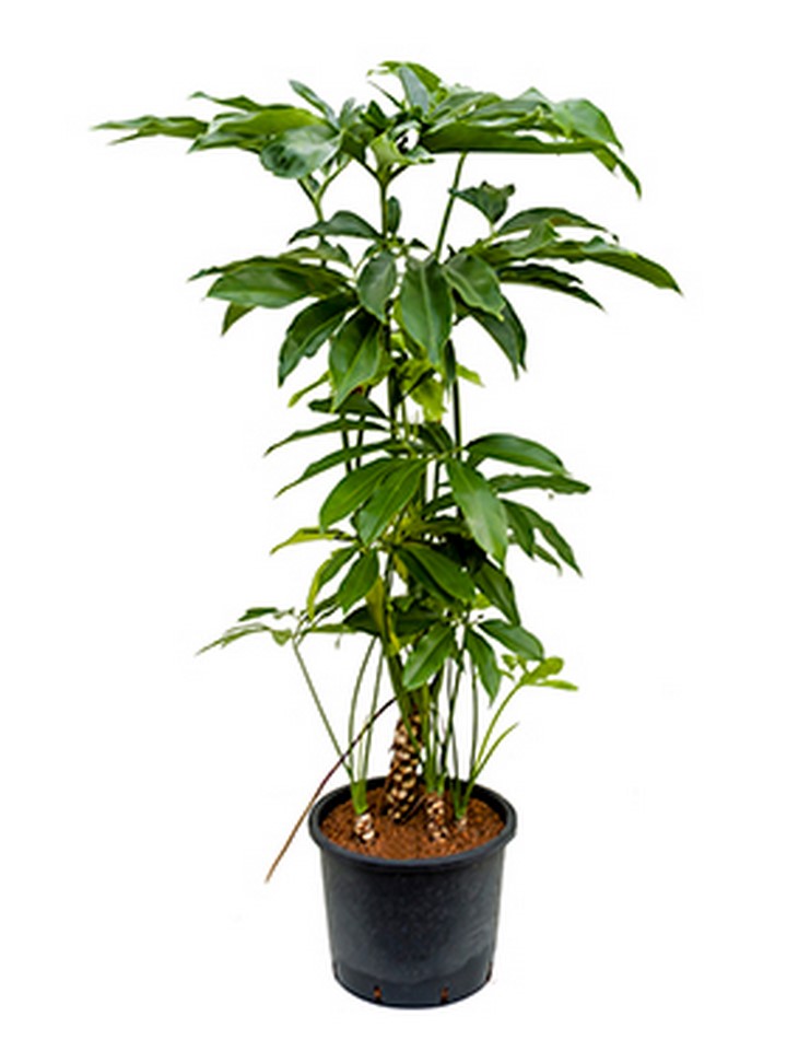 Philodendron fun bun 130 cm | Die - Palme • Palmenmarkt